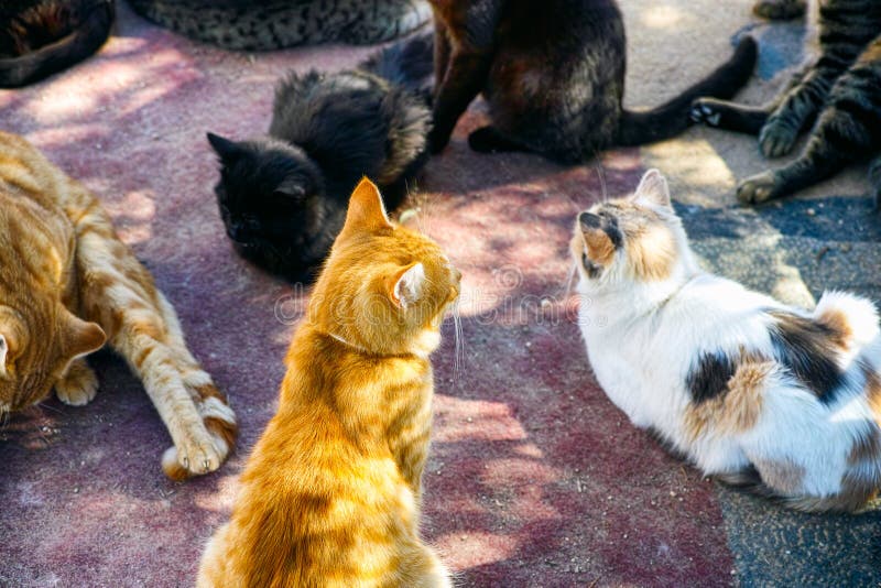 A Lots of Cats Seating Outdoors. Stock Photo - Image of relax, feline ...