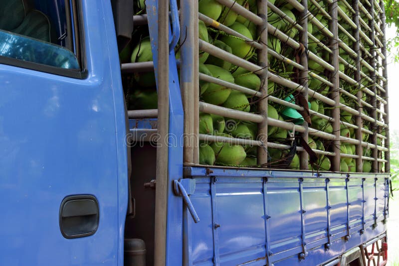 Lots of Coconut in the Truck Stock Image - Image of group, coconut ...