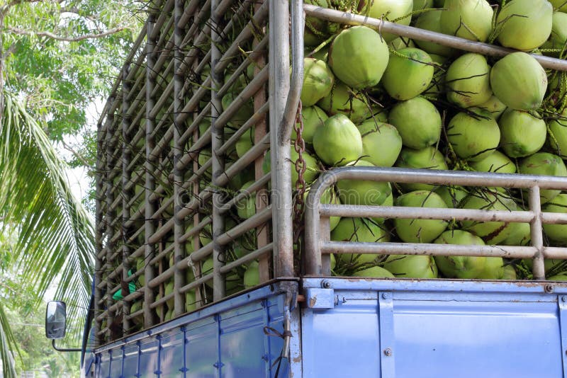 Lots of Coconut in the Truck Stock Image - Image of brown, health: 79845583