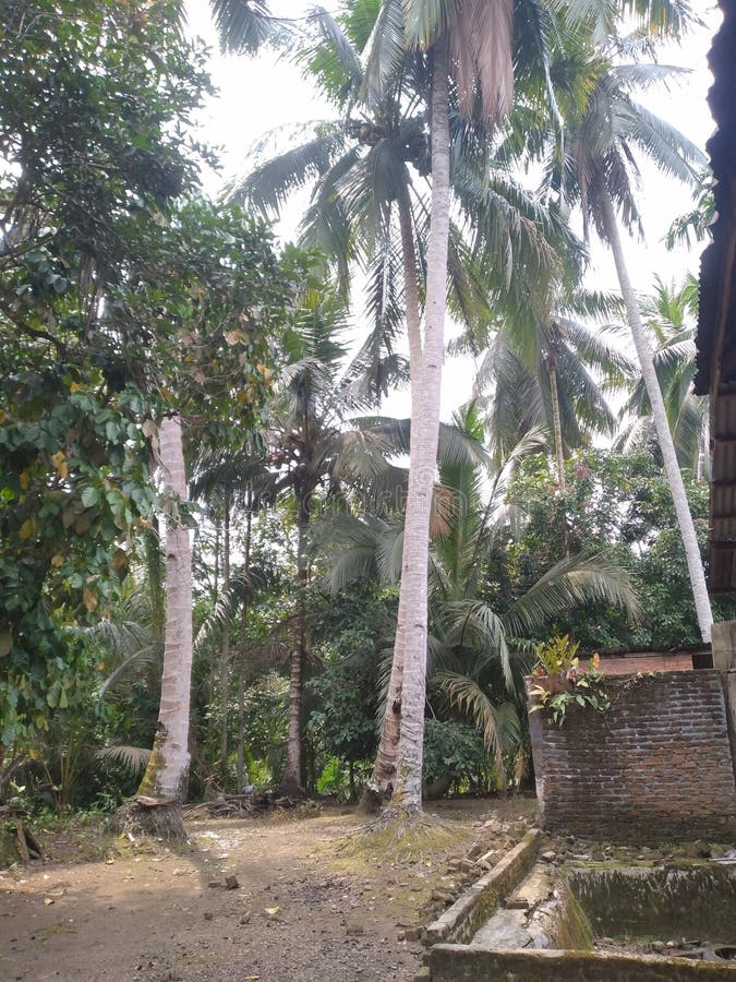 Very tall coconut tree stock photo. Image of forest - 287470538
