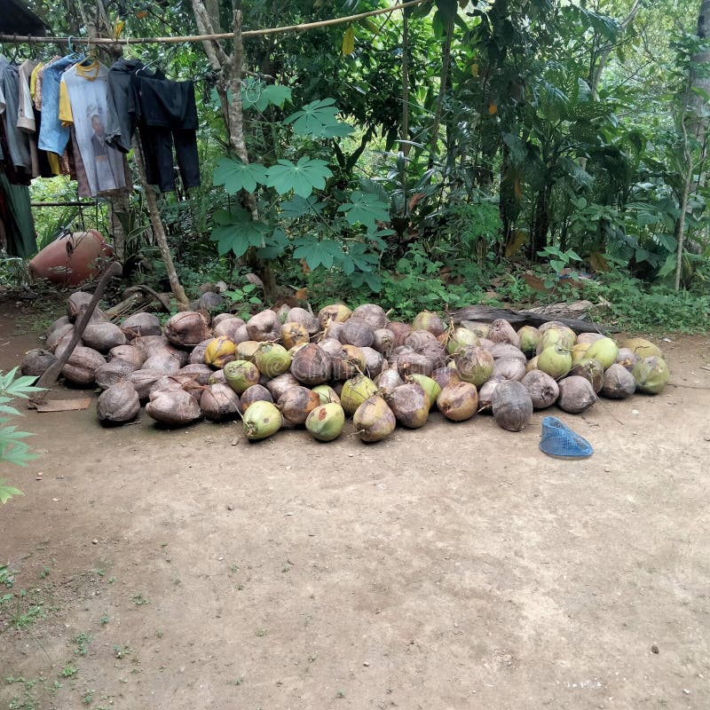 Lots of Coconuts Background. Ai Generated Image Stock Photo - Image of ...