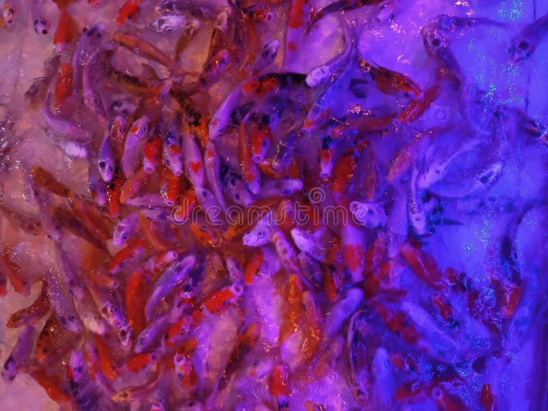Lots of Colourful Fish in Lights Stock Photo - Image of exotic ...