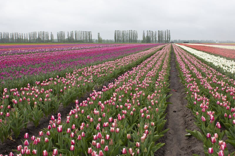 Lots Colourful Tulips Fields Spring Grown Rows Variety Flowering Stock ...