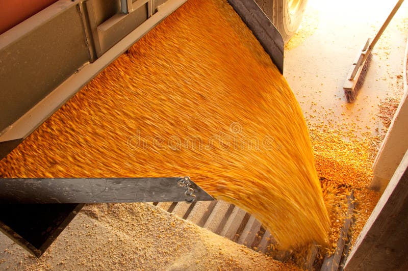 Corn production stock image. Image of line, fall, diet - 34678605