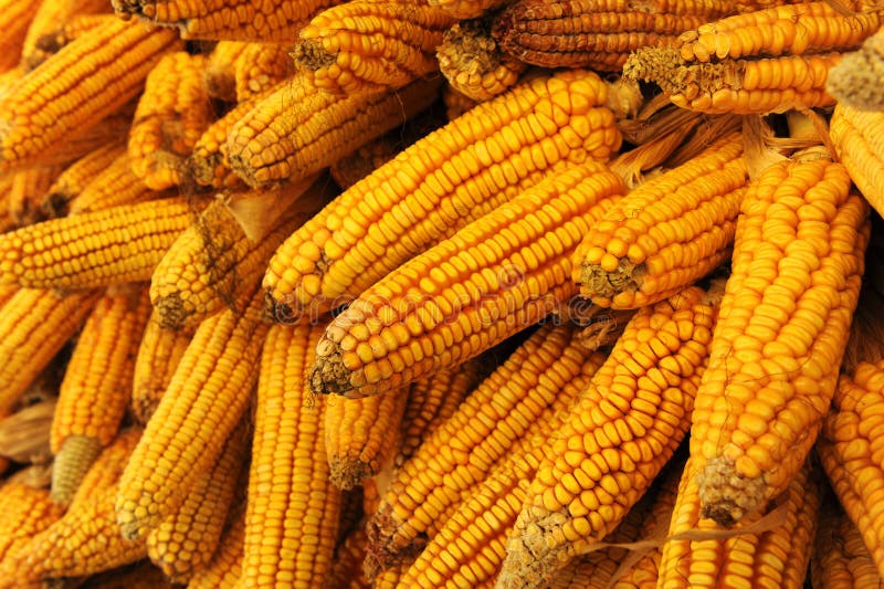 Colored corn cobs stock image. Image of health, fresh - 26826713