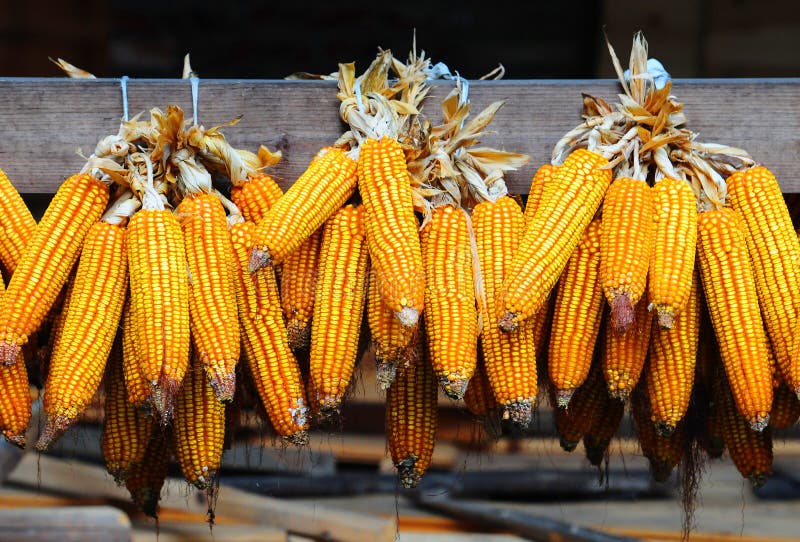 Autumn crop - corn stock photo. Image of food, sweet, romania - 20
