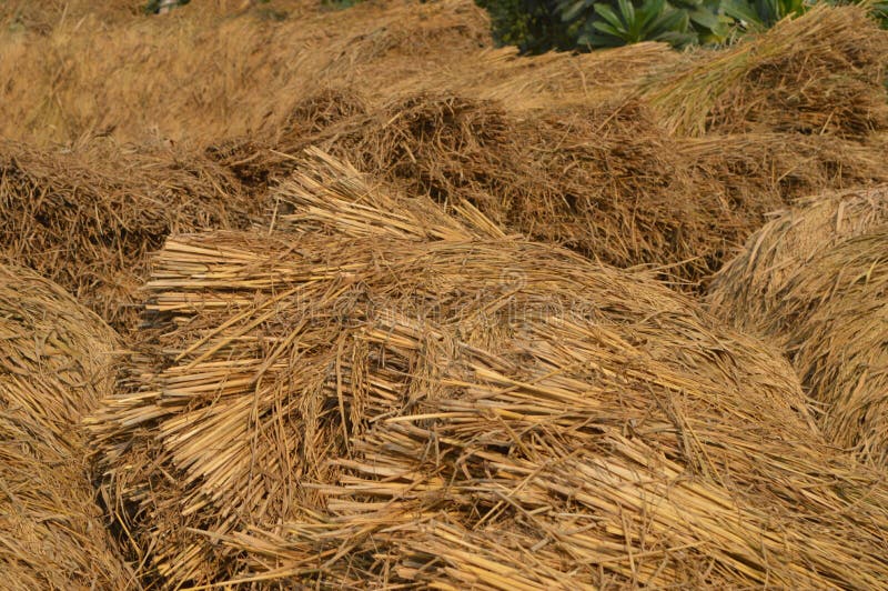 Lots of cow food stock image. Image of lots, food, feed - 46438069