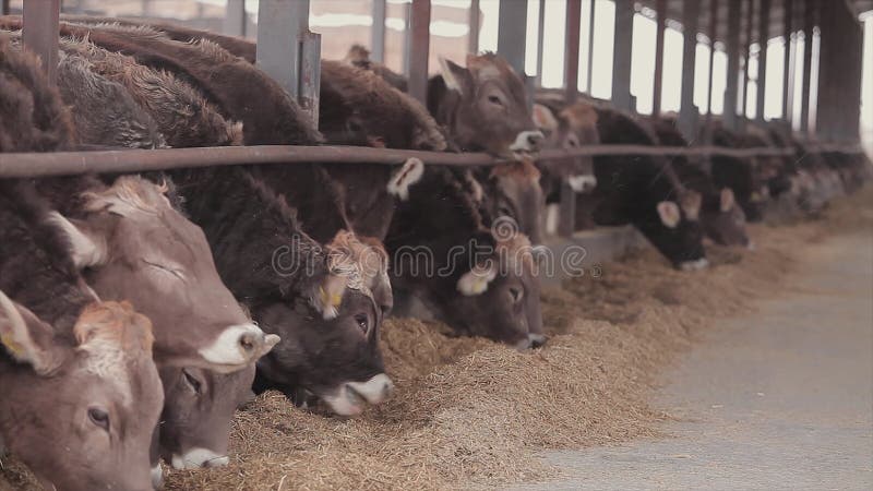 Lots of Cows in the Barn. the Cows in the Stall are Eating Hay Stock ...