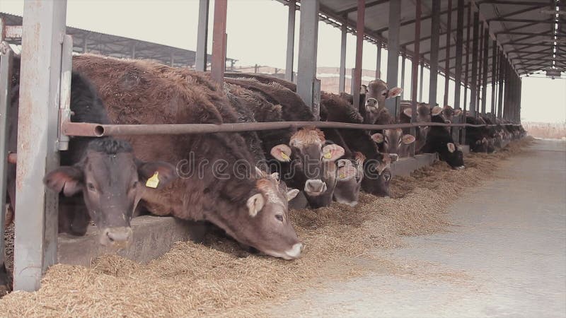 Lots of Cows in the Barn. the Cows in the Stall are Eating Hay Stock ...