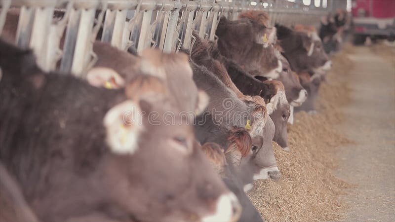 Lots of Cows in the Barn. the Cows in the Stall are Eating Hay Stock ...