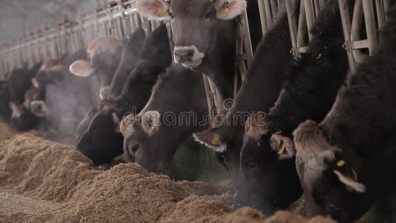 Lots of Cows in the Barn. the Cows in the Stall are Eating Hay Stock ...