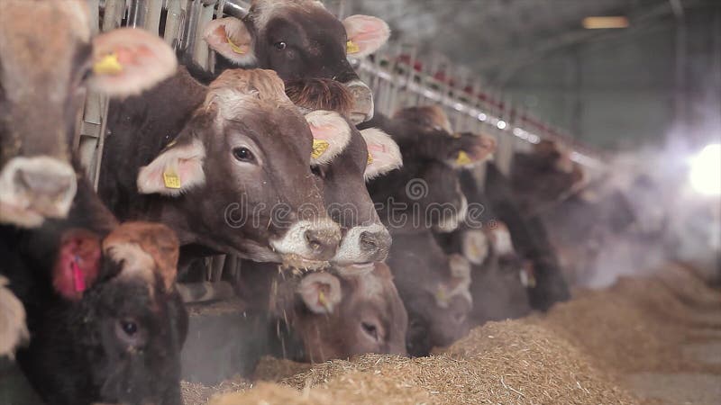 Lots of Cows in the Barn. the Cows in the Stall are Eating Hay Stock ...