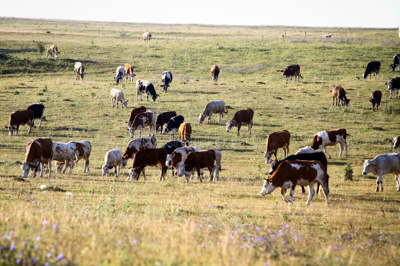 Lots of cows stock photo. Image of dairy, flock, green - 32776378