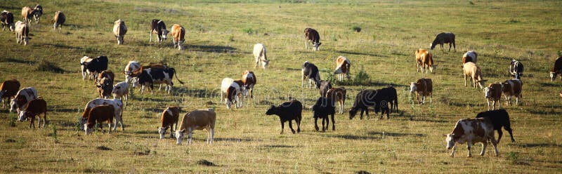 Lots of cows stock photo. Image of crowd, lawn, agriculture - 34597040