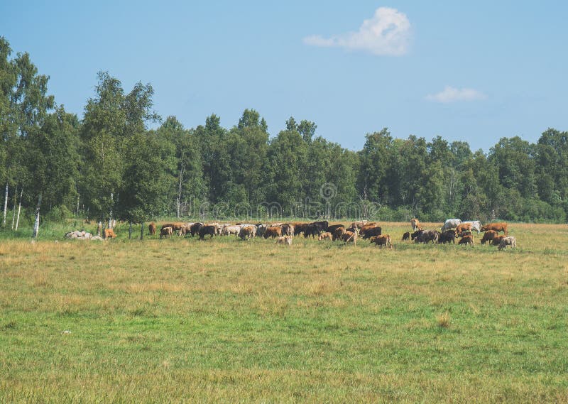 Lots of cows. stock photo. Image of countryside, land - 126785632