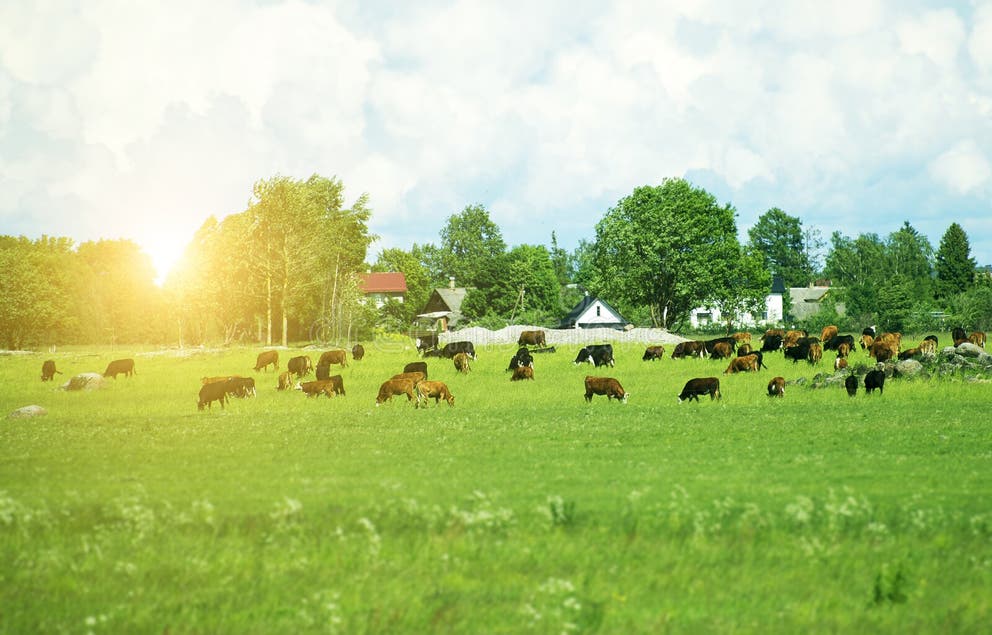 Lots of cows. stock image. Image of farmland, beef, forest - 96735605
