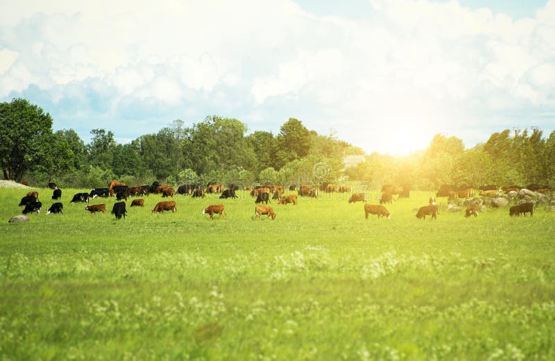 Lots of cows. stock image. Image of animal, mammal, grassland - 96735867