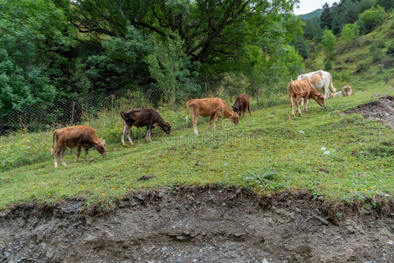 Lots of Cows in a Mountain Green Pasture Stock Image - Image of mist ...
