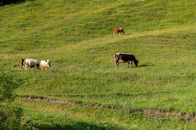 Lots of Cows in a Mountain Green Pasture Stock Image - Image of hill ...