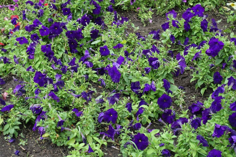 Lots of Deep Purple Flowers of Petunias Stock Image - Image of bright ...