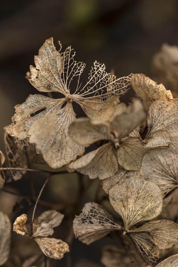 Dead hydrangea stock image. Image of nature, detail - 118141779