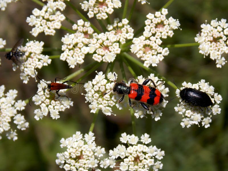 Various bugs stock photo. Image of flower, insect, color - 99826214