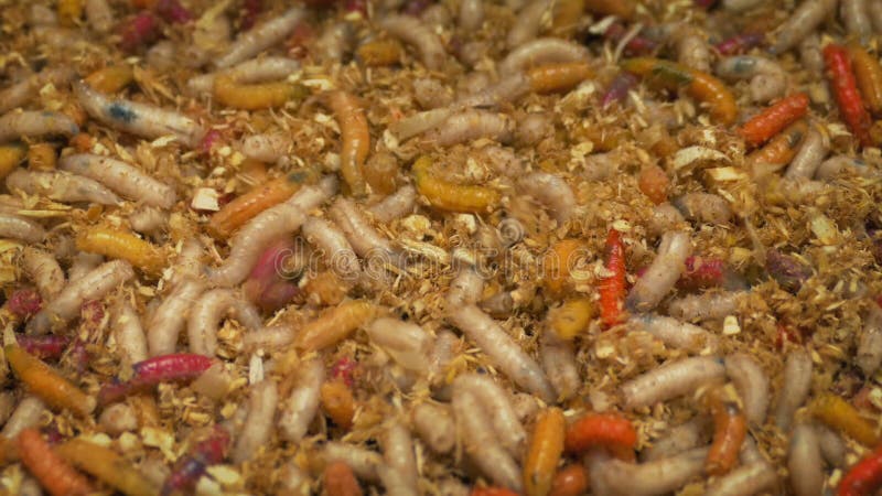 Colorful Fishing Tackle Maggots Moving Around Stock Footage - Video of ...