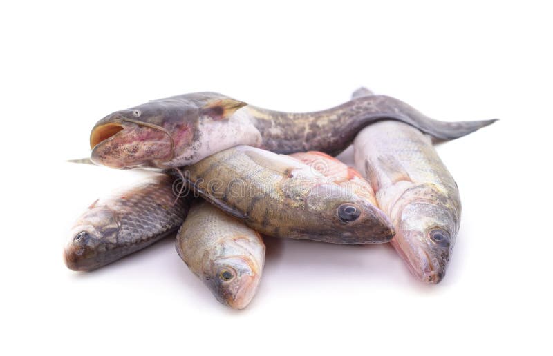 Lots of different fish stock image. Image of catfish - 216634357