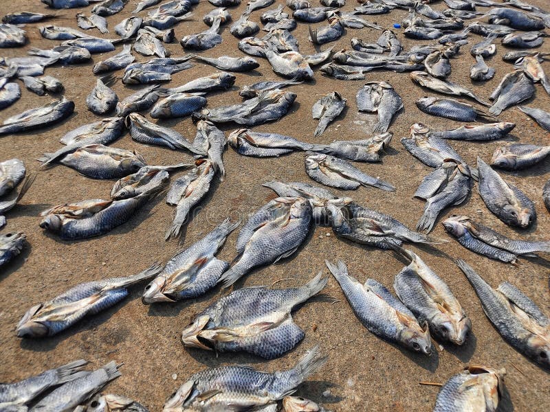 Lots of Dried Fish Laying on Ground for Drying in Sun Heat Stock Image ...