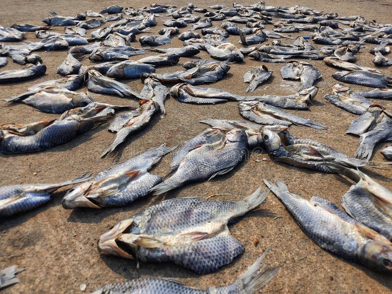 Lots of Dried Fish Laying on Ground for Drying in Sun Heat Stock Image ...