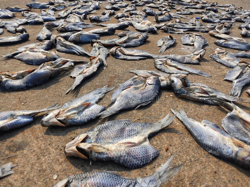 Lots of Dried Fish Laying on Ground for Drying in Sun Heat Stock Photo ...