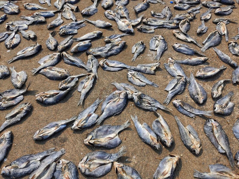 Lots of Dried Fish Laying on Ground for Drying in Sun Heat Stock Image ...