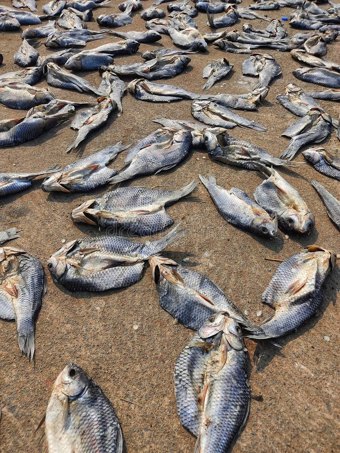 Lots of Dried Fish Laying on Ground for Drying in Sun Heat Stock Photo ...