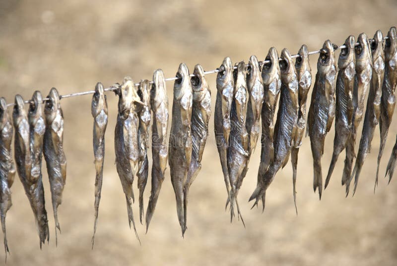 Stockfish stock image. Image of animal, culture, industry - 30098665