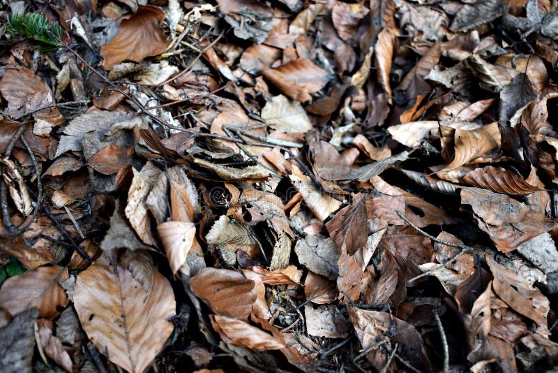 Dried Leaves Texture stock image. Image of colorful - 114355327
