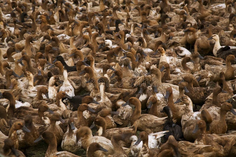 Lots of duck in local farm stock image. Image of village - 66290765