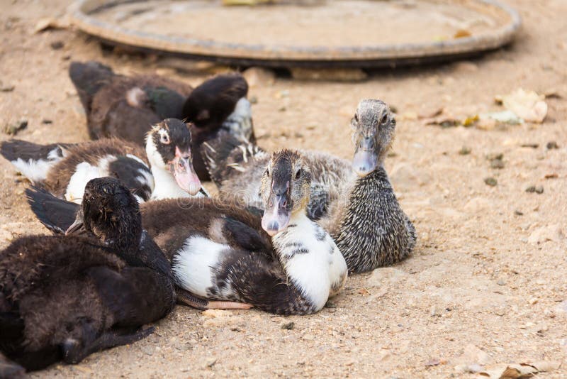 Lots of duck stock image. Image of animal, lots, village - 86641895