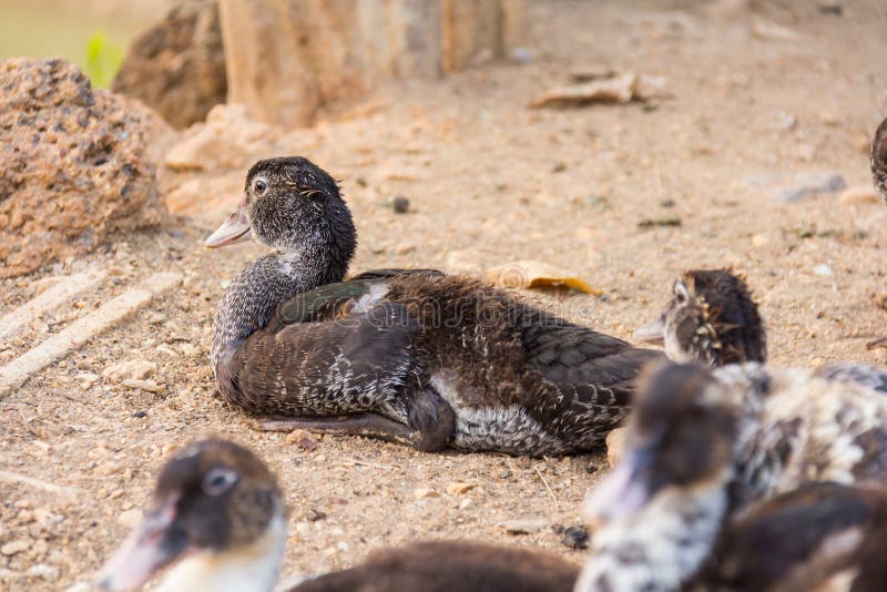 Lots of duck stock photo. Image of flock, park, wild - 86641954