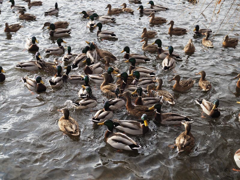 A Family Of Ducks Is On A Frozen Pond Leaving Traces In The Snow Stock ...