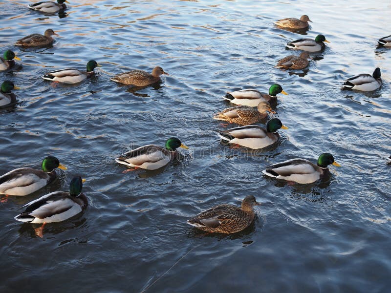 Lots of Ducks on the Water Close Up Stock Image - Image of family, beak ...