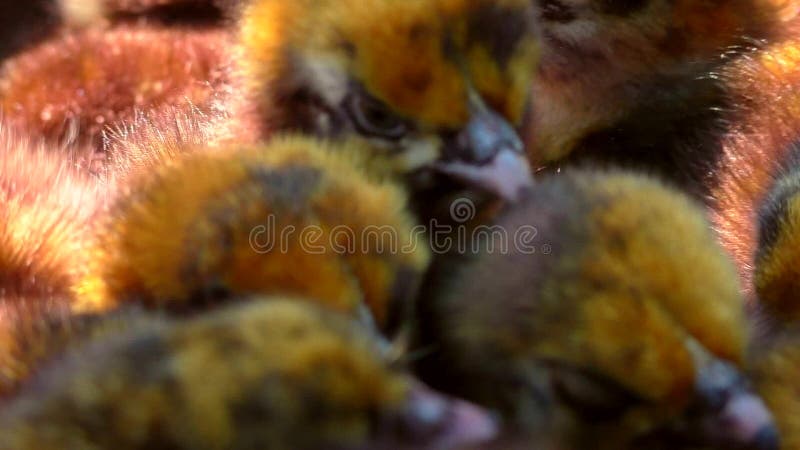 Colored Orange Chickens for Breeding. Stock Footage - Video of closeup ...