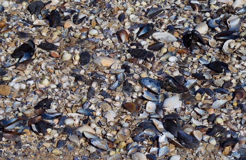 Lots of Empty Shells on Seashore Stock Image - Image of colorful ...