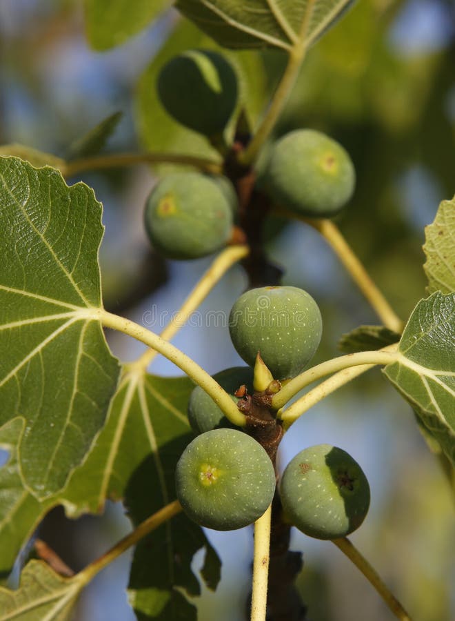 Figs stock photo. Image of sweet, fruits, fruit, branch - 33600704