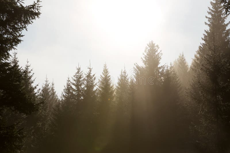 Sunbeams in forest stock photo. Image of black, sunset, darkness - 72820
