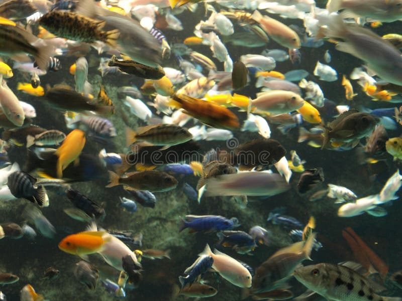 Lots of Fish stock image. Image of aquarium, colours, dive - 5745833