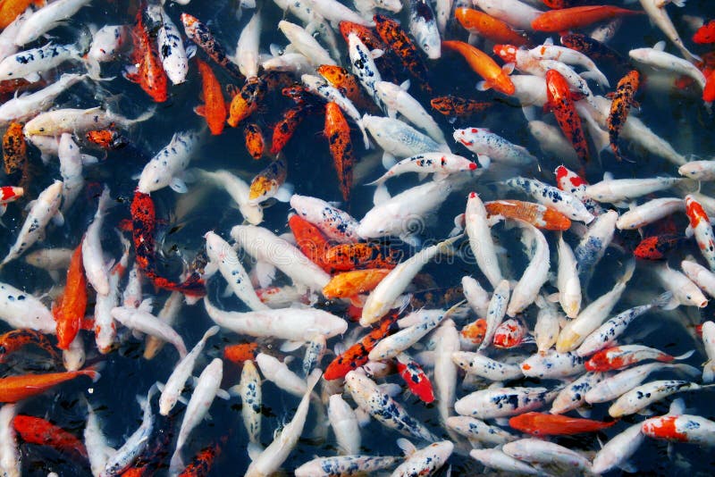 Lots of Fish stock image. Image of teeming, orange, seafood - 69779