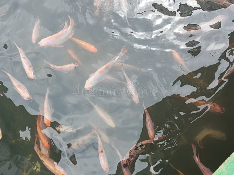 Lots of Fish, Calming Sight Stock Photo - Image of fish, lots: 266568694