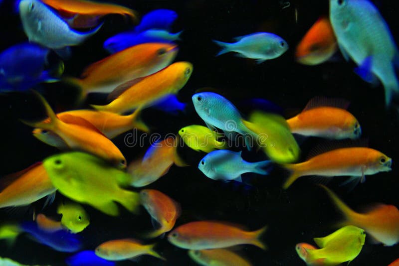 Lots of fish stock image. Image of millions, blue, fish - 161872563