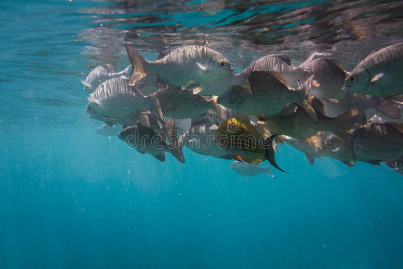 Lots of fish stock photo. Image of large, south, phuket - 79939866