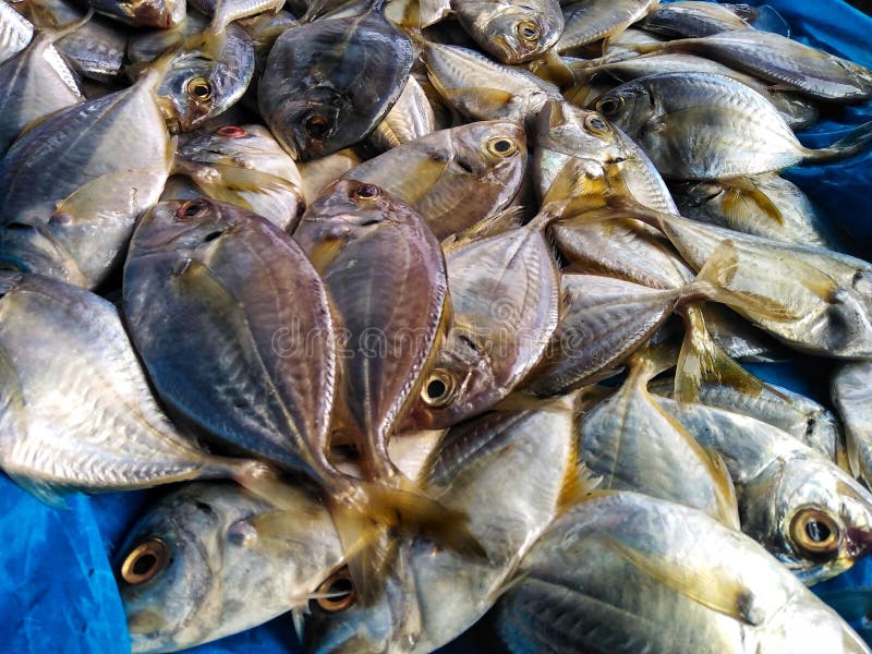 Lots of Fish stock image. Image of nature, pond, aquatic - 69779